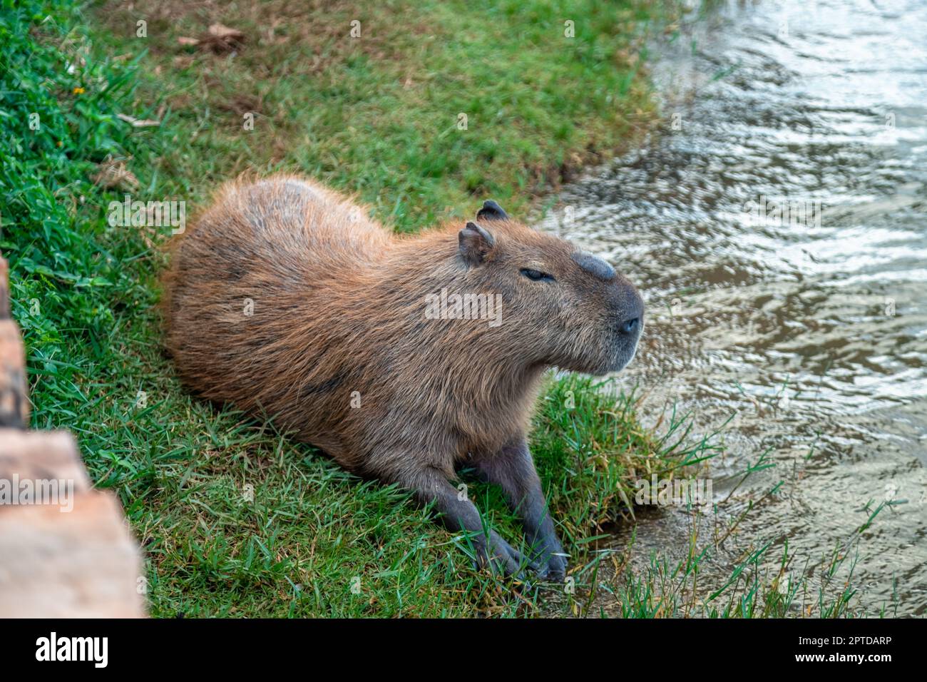 The largest rodent in the world Capybara in the wild Stock Photo - Alamy