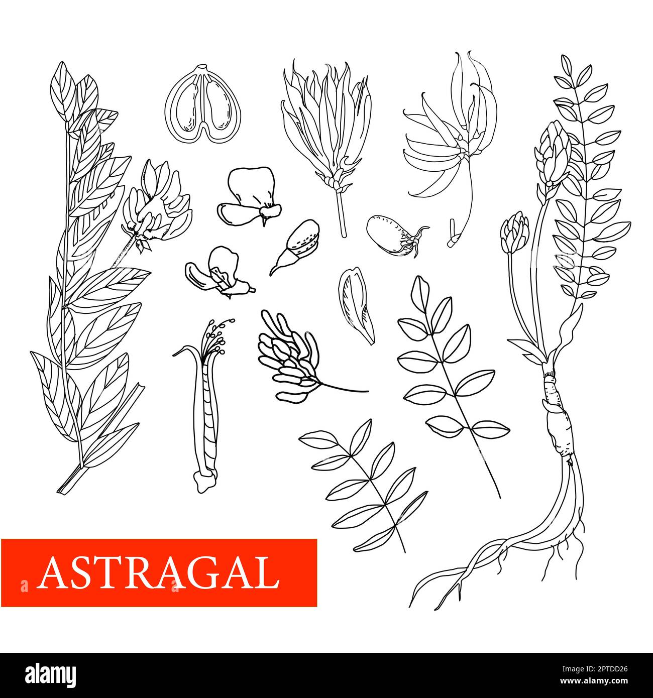 Astragalus. medicinal plants. Wildflowers vector illustration Botanical ...