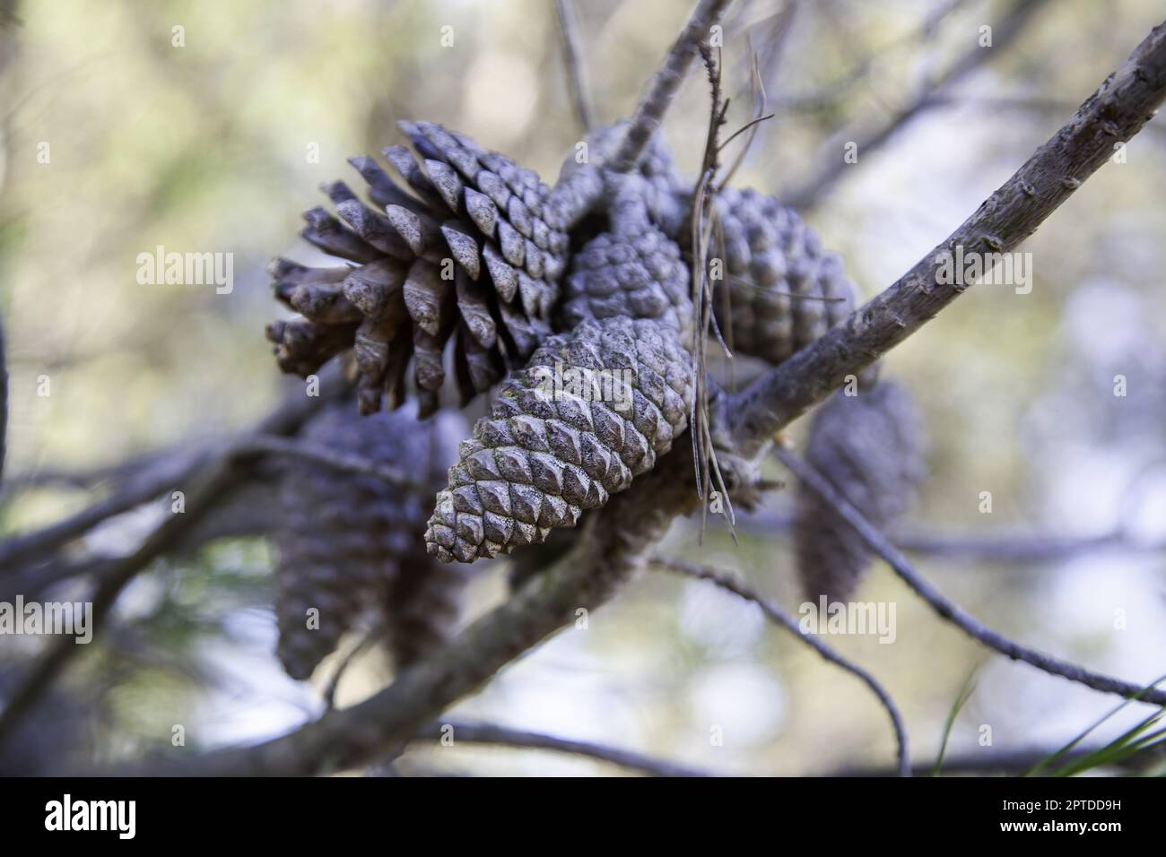 Detail of fresh fruit of a pine, forest and nature Stock Photo - Alamy
