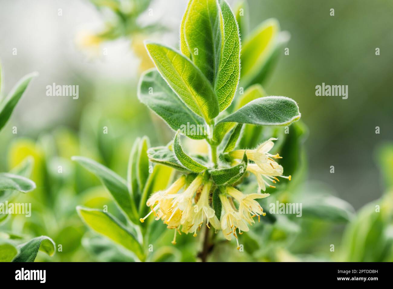 Arching shrubs or twining vines in the family caprifoliaceae hi-res ...