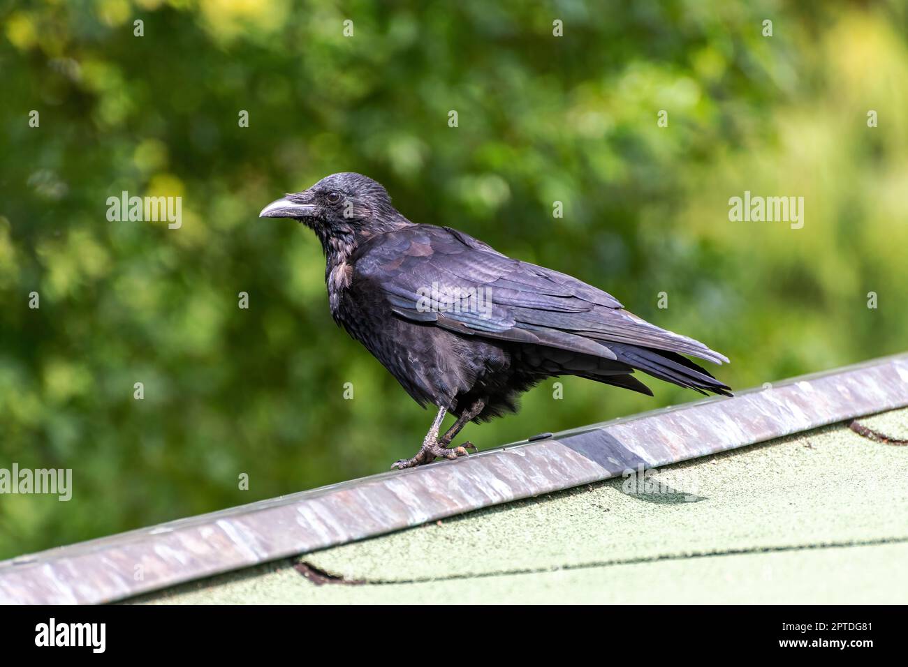 Side view of a raven on a sloping roof against a green background Stock ...