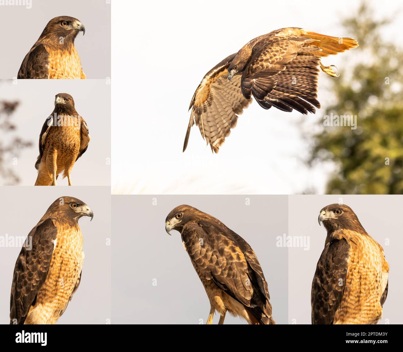 Set of Various California Red Hawk Stock Photo - Alamy