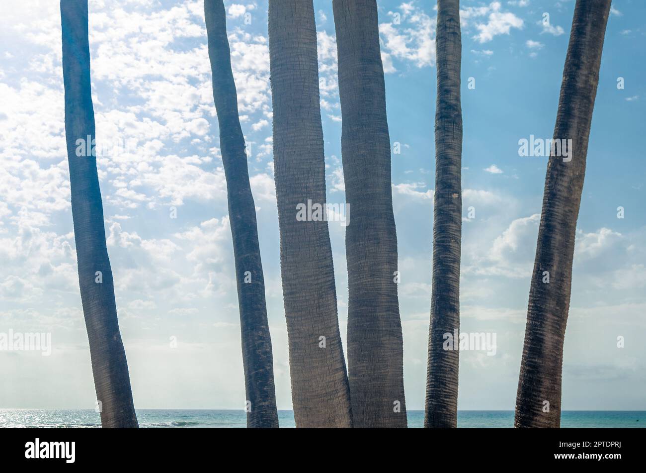 Trunks of palm trees on the beach Stock Photo - Alamy