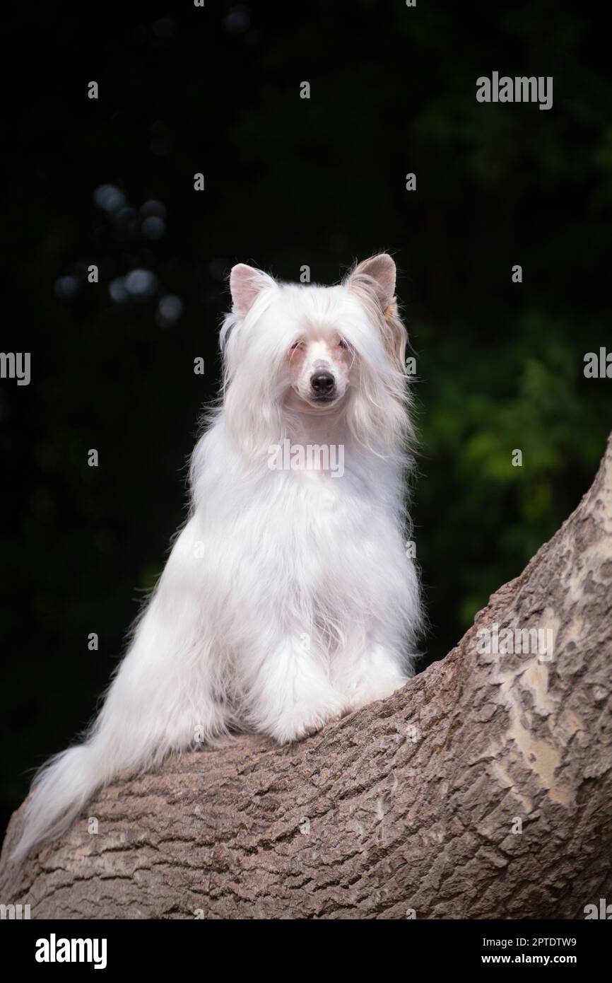 White fluffy dog of the Chinese crested breed stands on the trunk of a ...