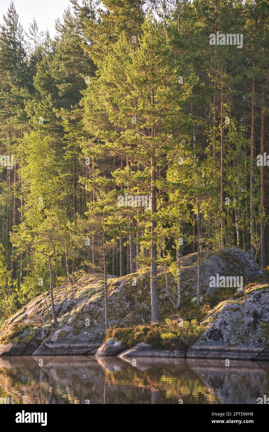 Stone rocks with conifers by the lake in Sweden in Smalland. Wild ...