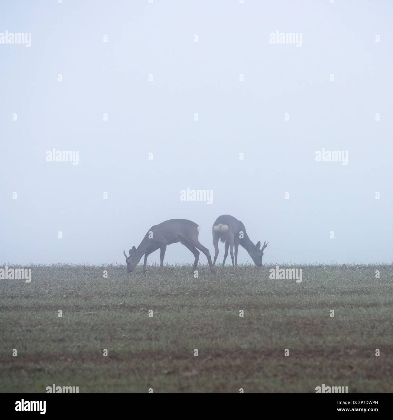 Two roebucks hi-res stock photography and images - Alamy