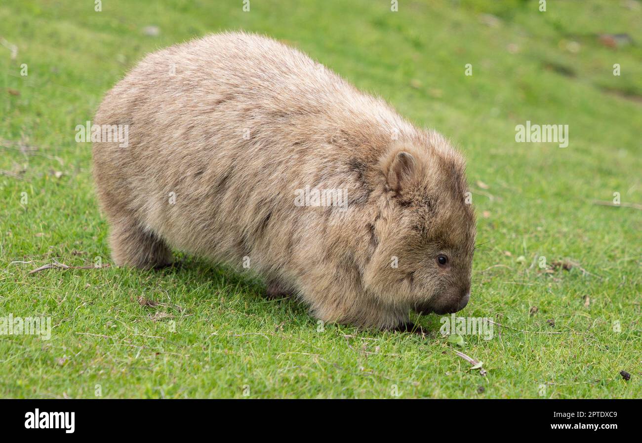 Maria Island Wombat eating grass Stock Photo - Alamy