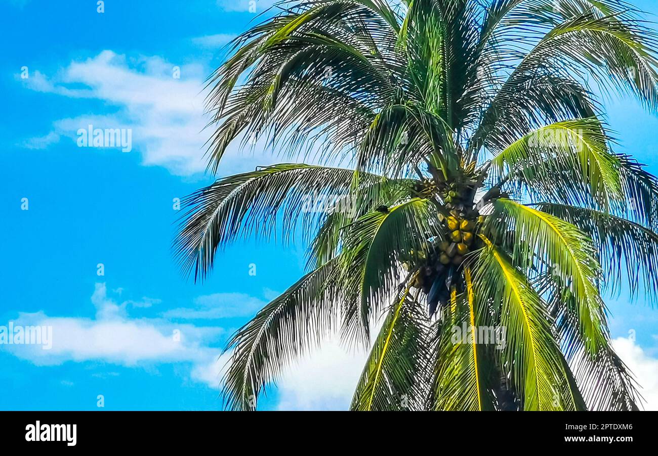 Tropical natural mexican palm tree with coconuts and blue sky ...