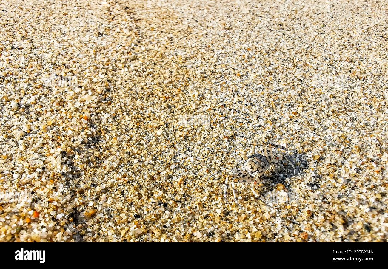 Tiny sand crab beach crab run and dig around on the beach sand in ...