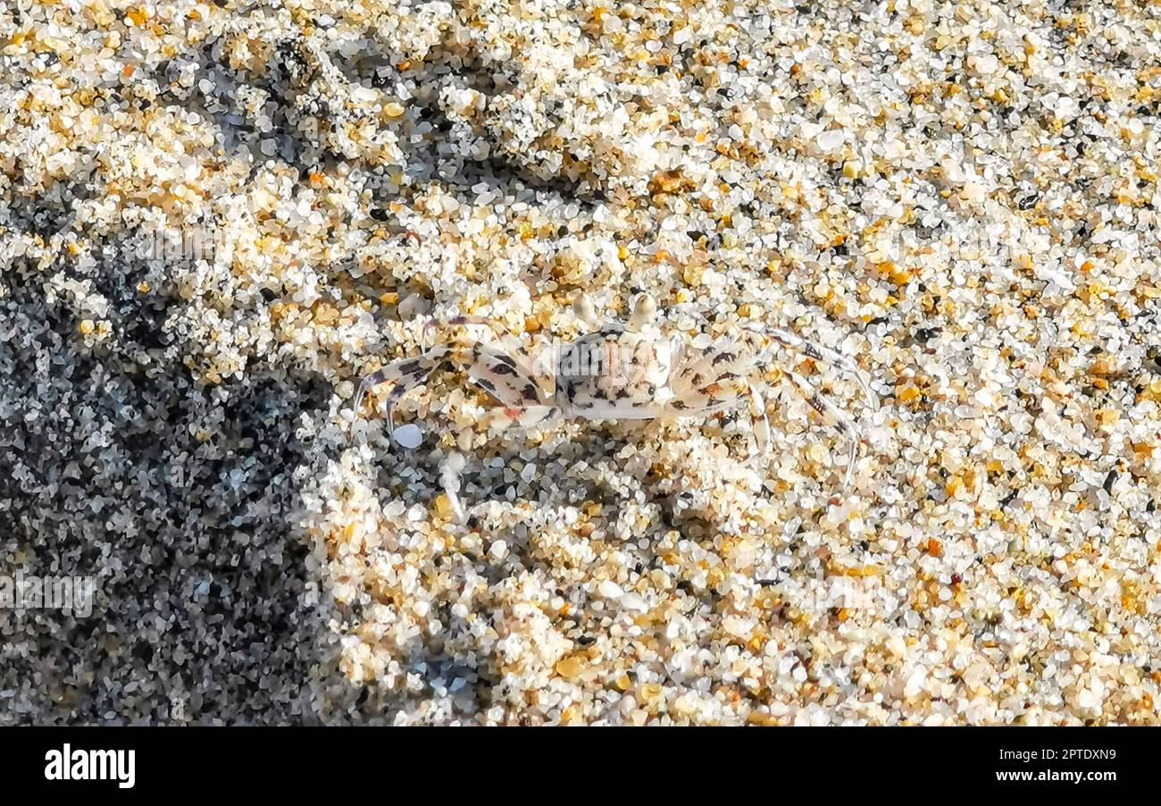 Tiny sand crab beach crab run and dig around on the beach sand in ...