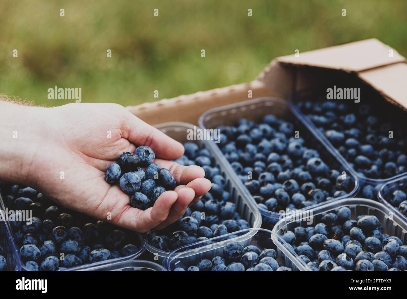 Male hands holding large blueberries over cardboard box or crate full ...