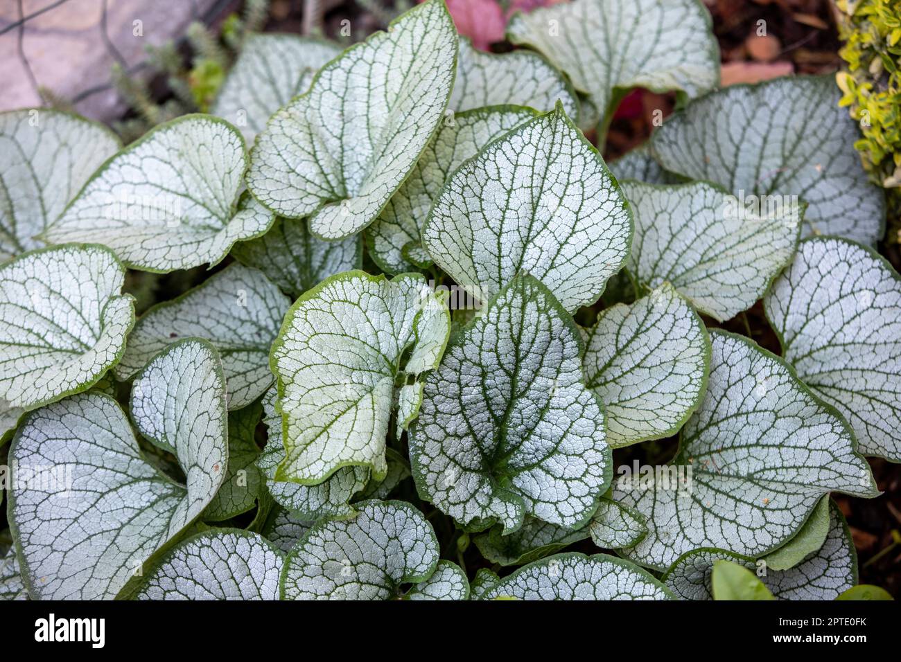 Heartleaf brunnera, Siberian bugloss ( Brunnera macrophylla 'Jack Frost ...