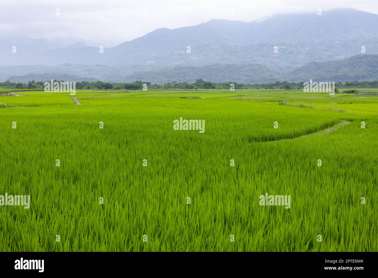 Paddy rice field in Yuli of Hualien in Taiwan Stock Photo - Alamy