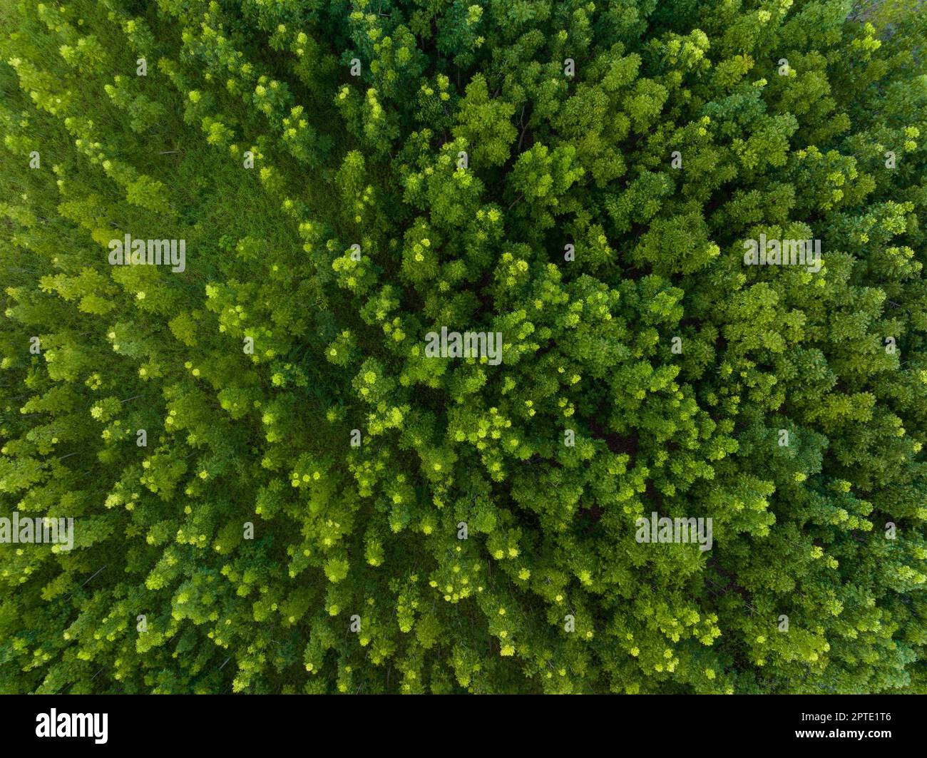 Top down view of the forest Stock Photo - Alamy