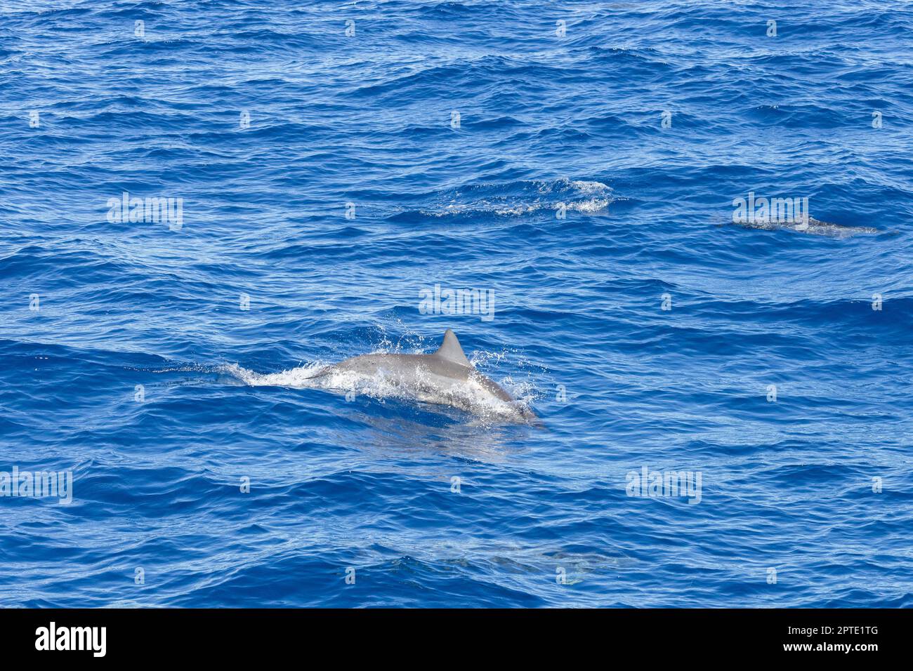 Dolphins jump out of the sea in Hualien harbor of Taiwan Stock Photo ...