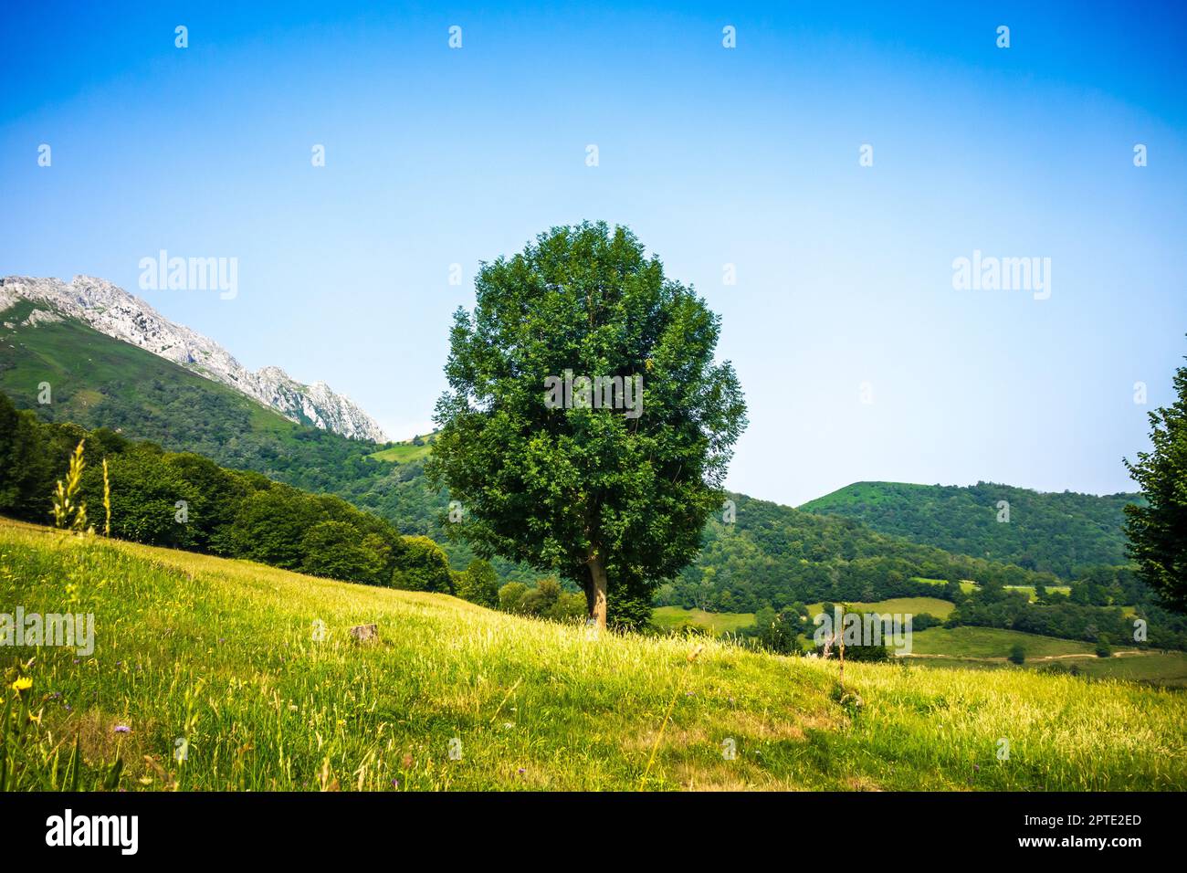 Tree in a field. Landscape around Bulnes village in Picos de Europa ...
