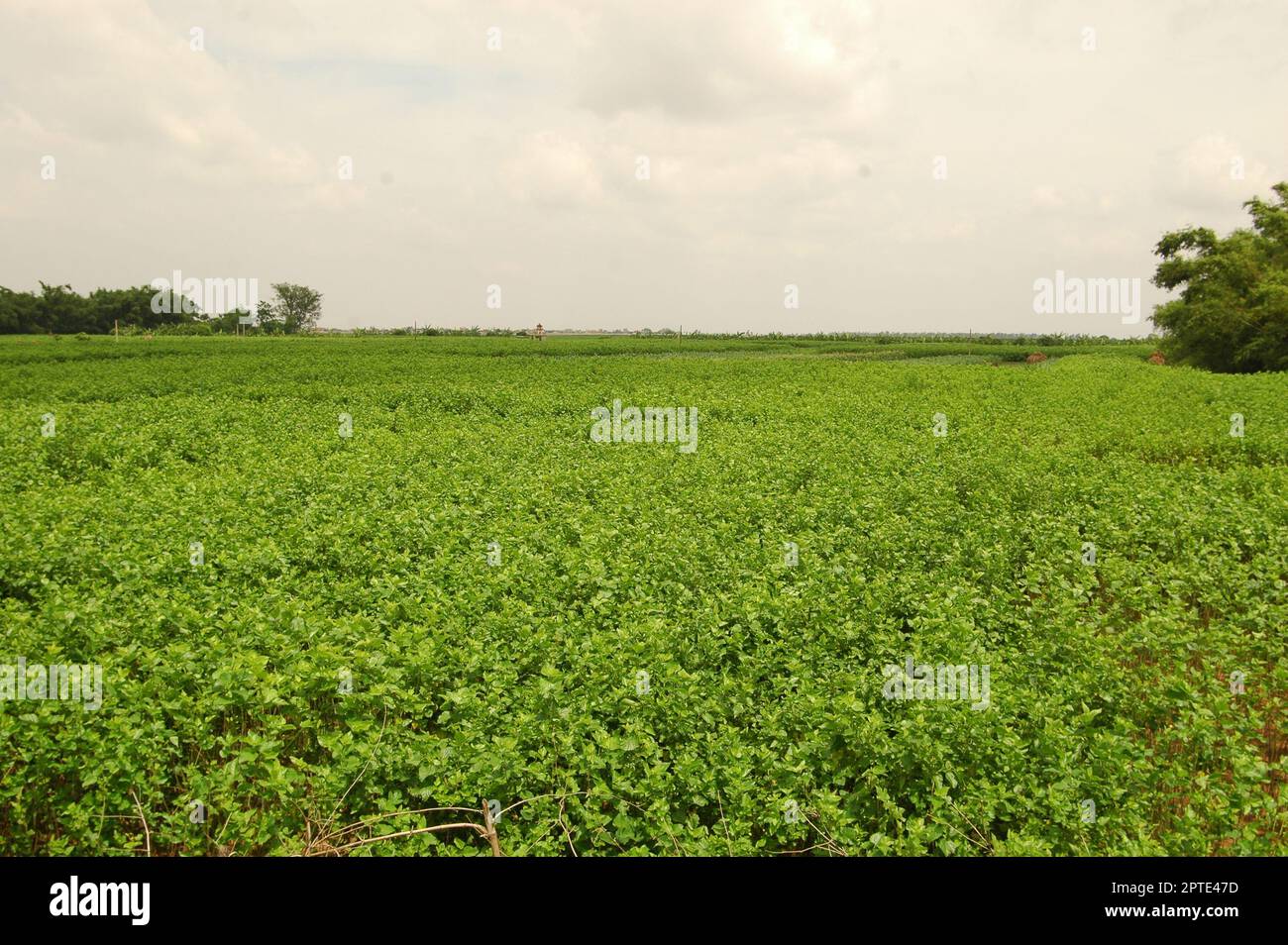 Vietnam Mulberry field in Countryside, Vietnam, South east Asia Stock ... Vietnam Mulberry field in Countryside, Vietnam, South east Asia Stock ...