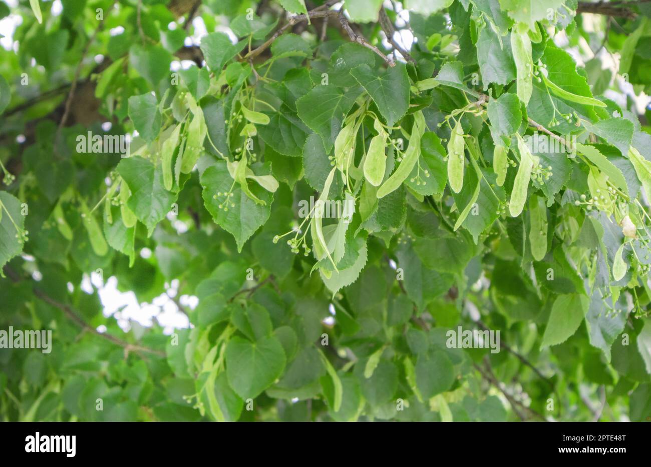 Natural natural background, clusters of flowers of heart-shaped linden ...