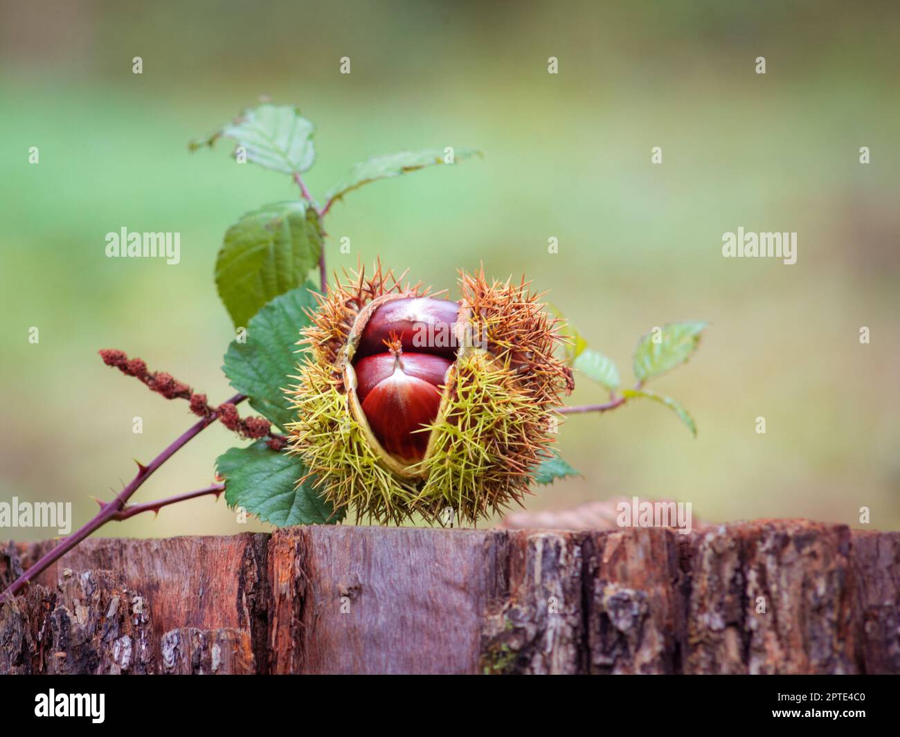 Chestnut fruit on tree stump in autumn Stock Photo - Alamy
