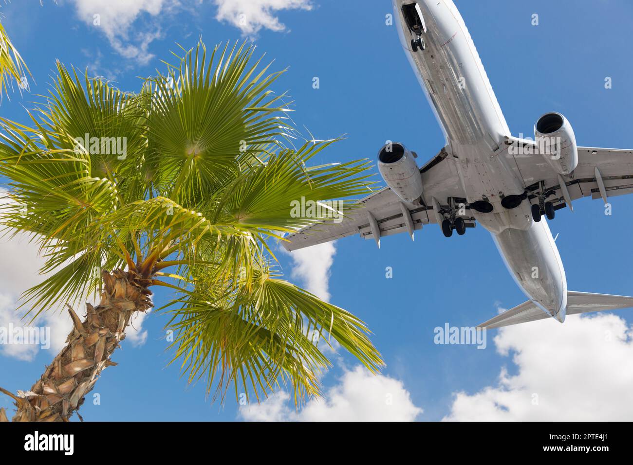Tropical Palm Tree and Passenger Airplane In Landing Approach Stock ...