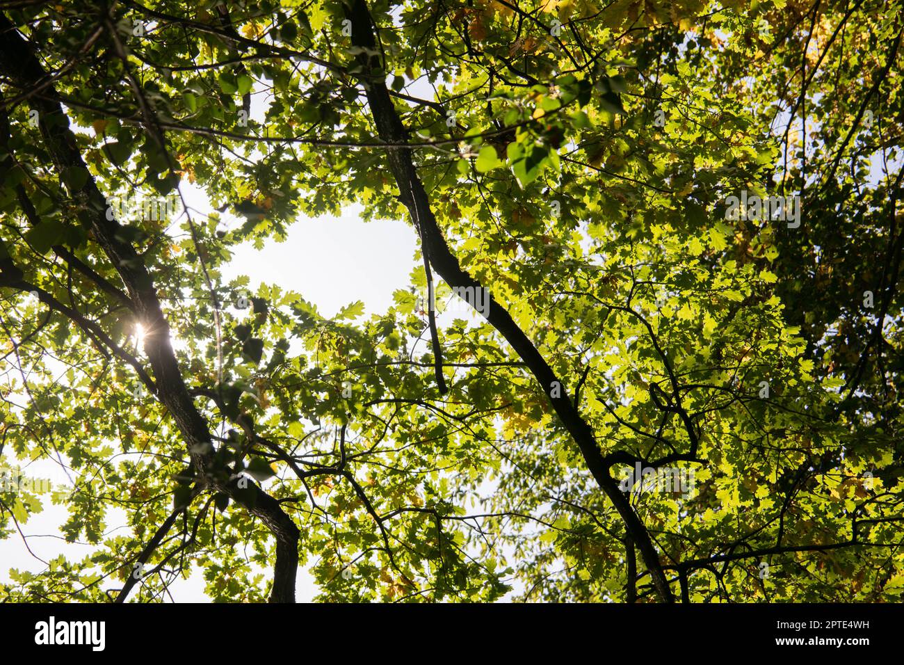 green canopy of a maple tree in summer Stock Photo - Alamy