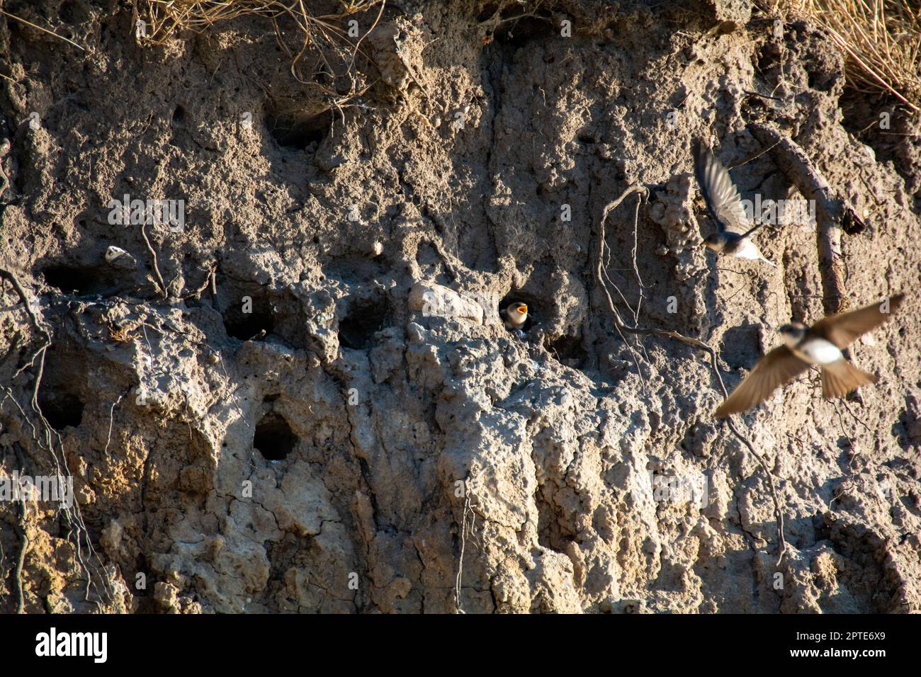 Sand Martins ( Riparia riparia ) chicks in breeding caves on the cliffs ...