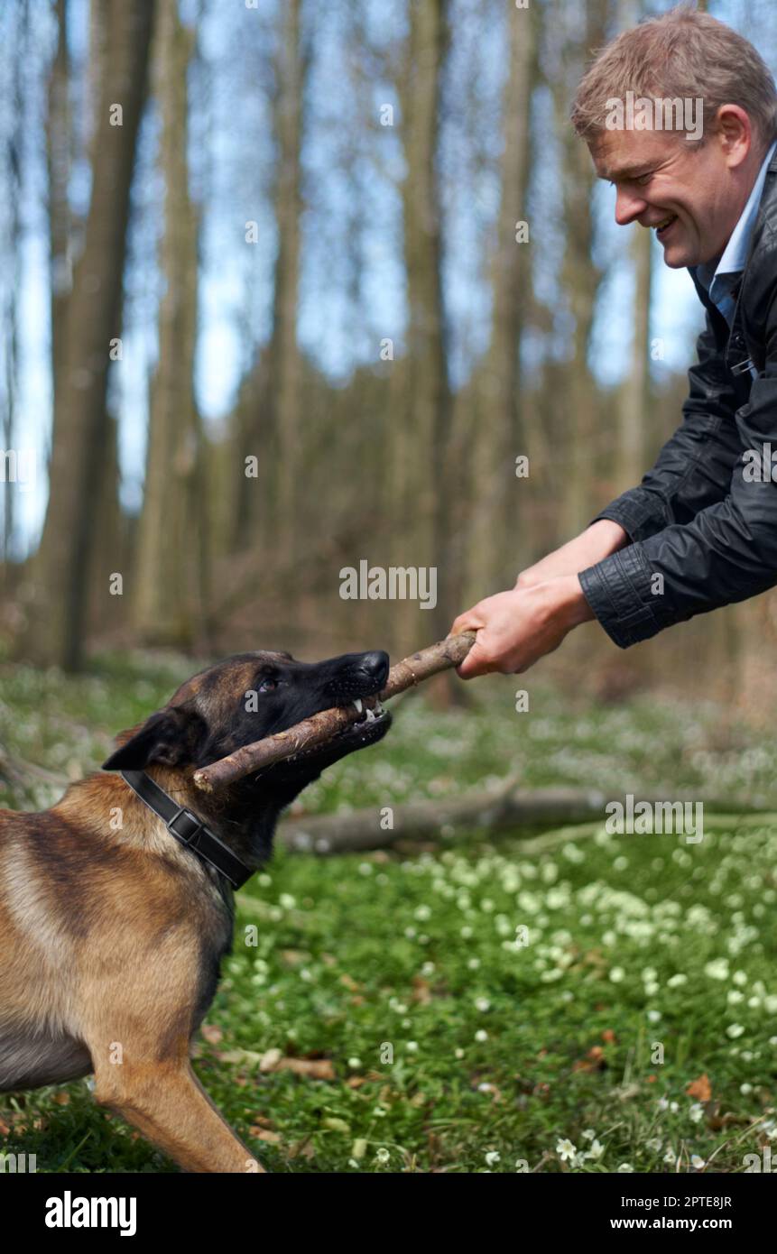 Youre strong boy. A strong alsatian pulling a stick with his master ...