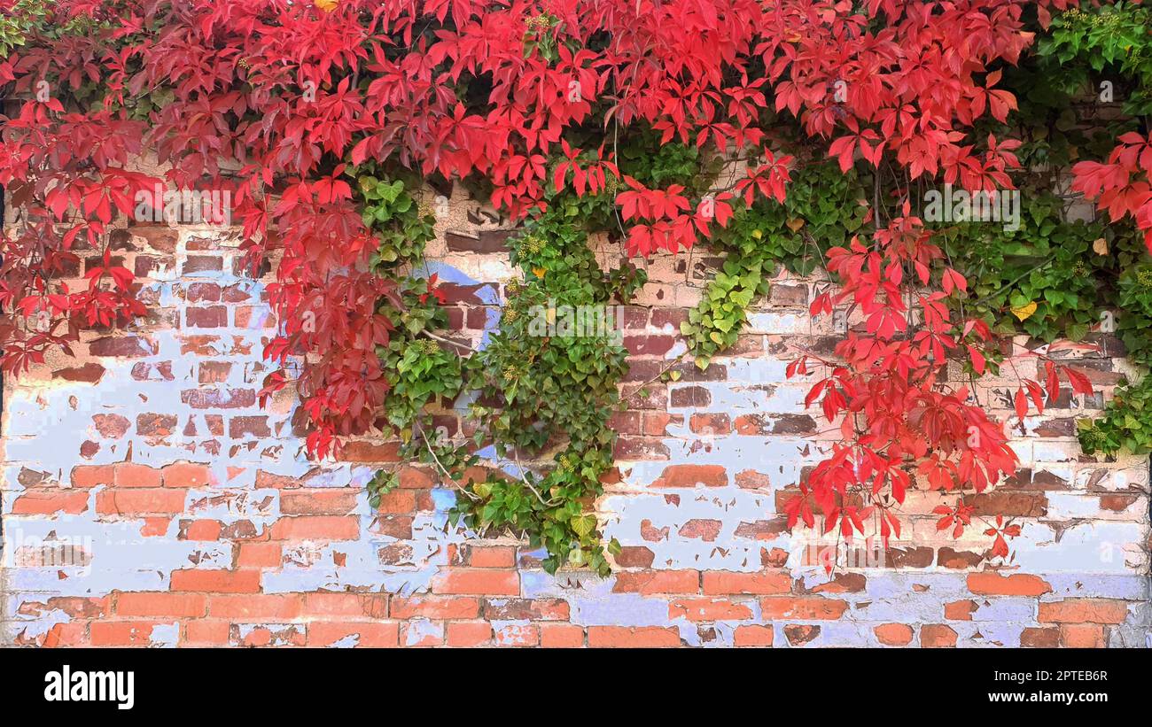Brick Wall and Red Plant Stock Photo - Alamy
