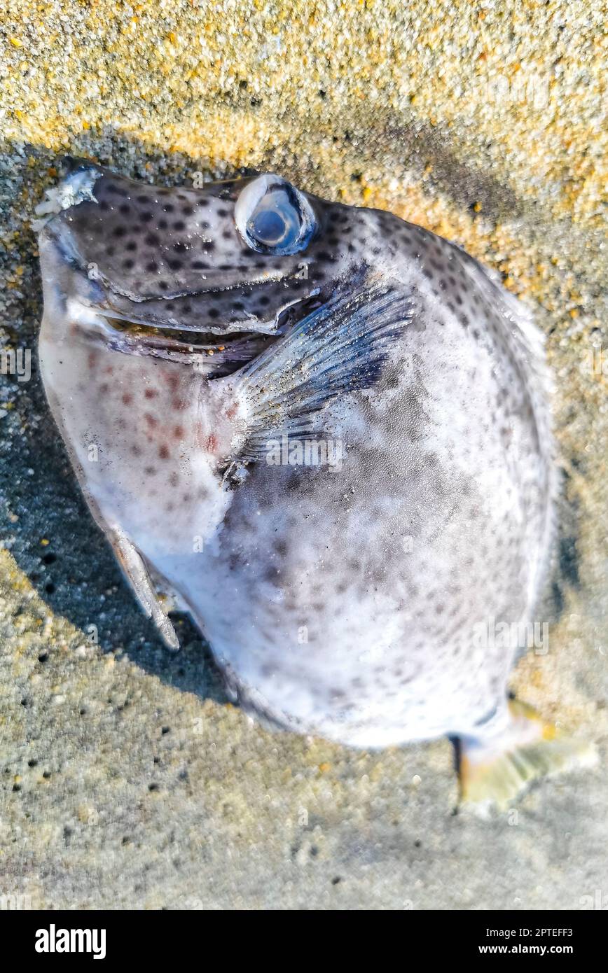 Dead fish washed up on the beach lying on the sand in Zicatela Puerto ...