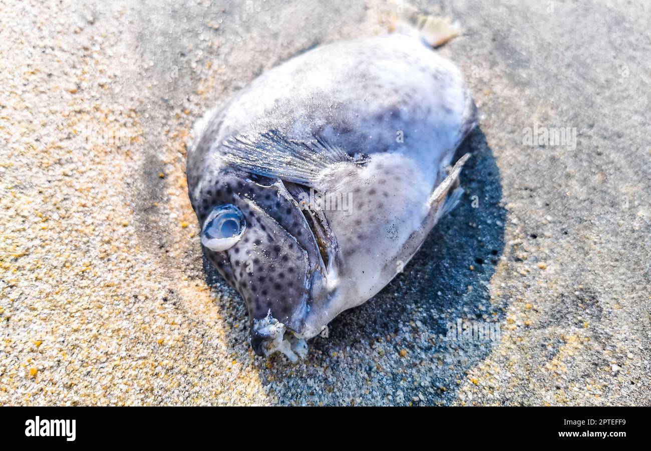 Dead fish washed up on the beach lying on the sand in Zicatela Puerto ...