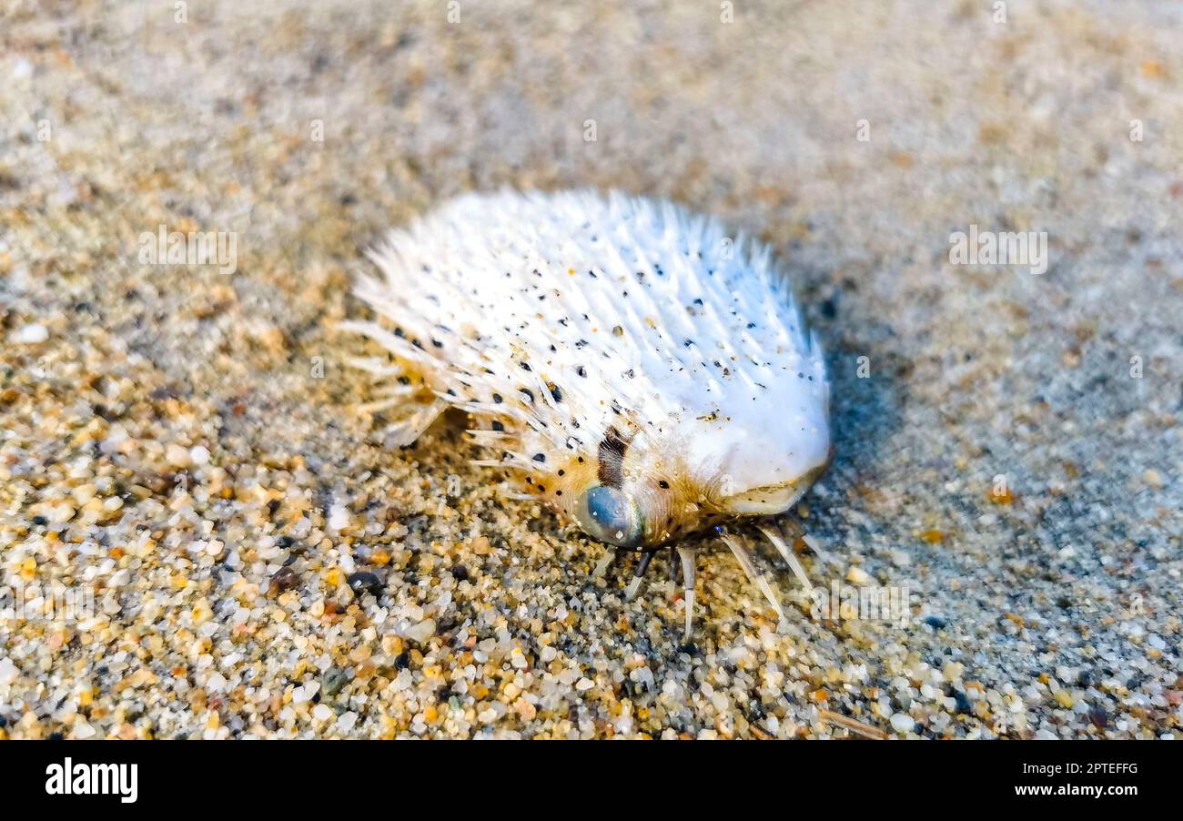Dead puffer fish washed up on the beach lies on the sand in Zicatela ...