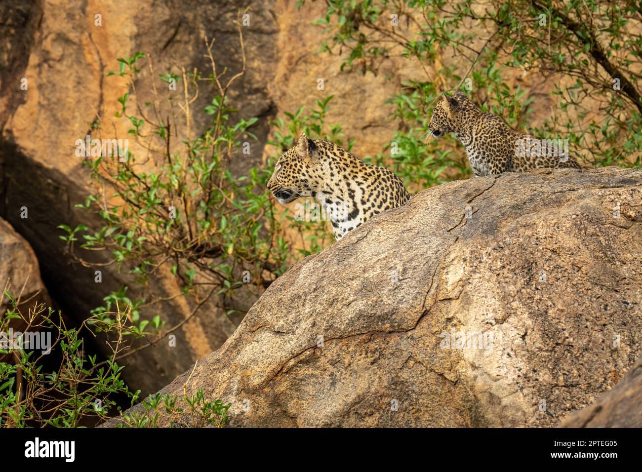 Leopard and cub turn heads on rock Stock Photo - Alamy
