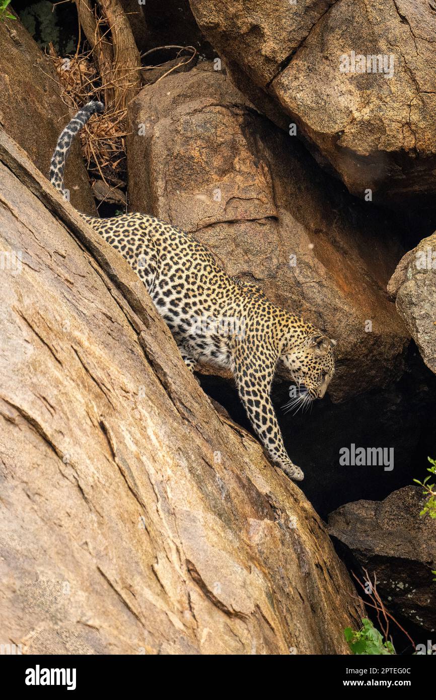 Leopard climbs down steep rock lifting paw Stock Photo - Alamy