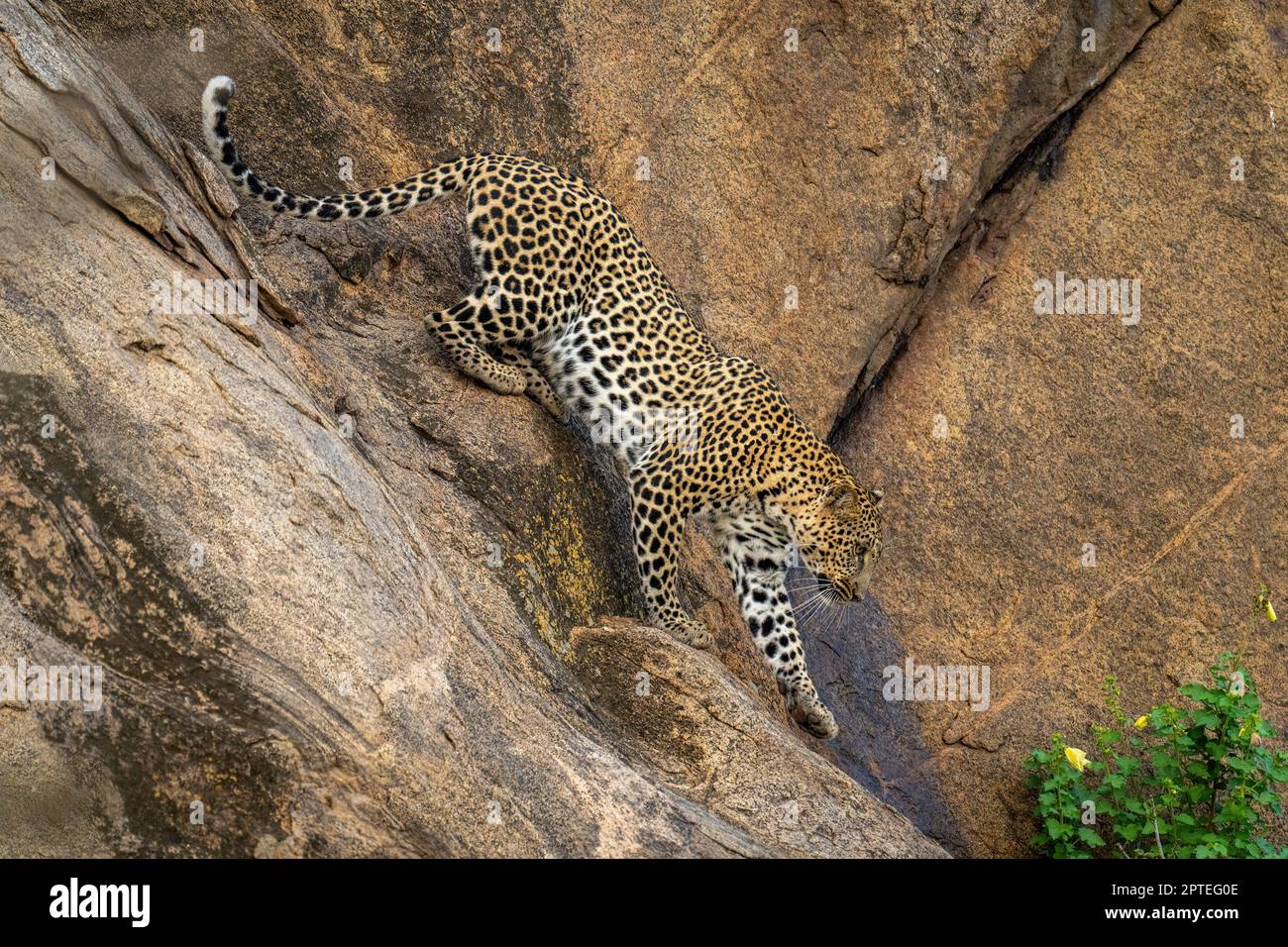 Leopard climbs down steep rock raising paw Stock Photo - Alamy