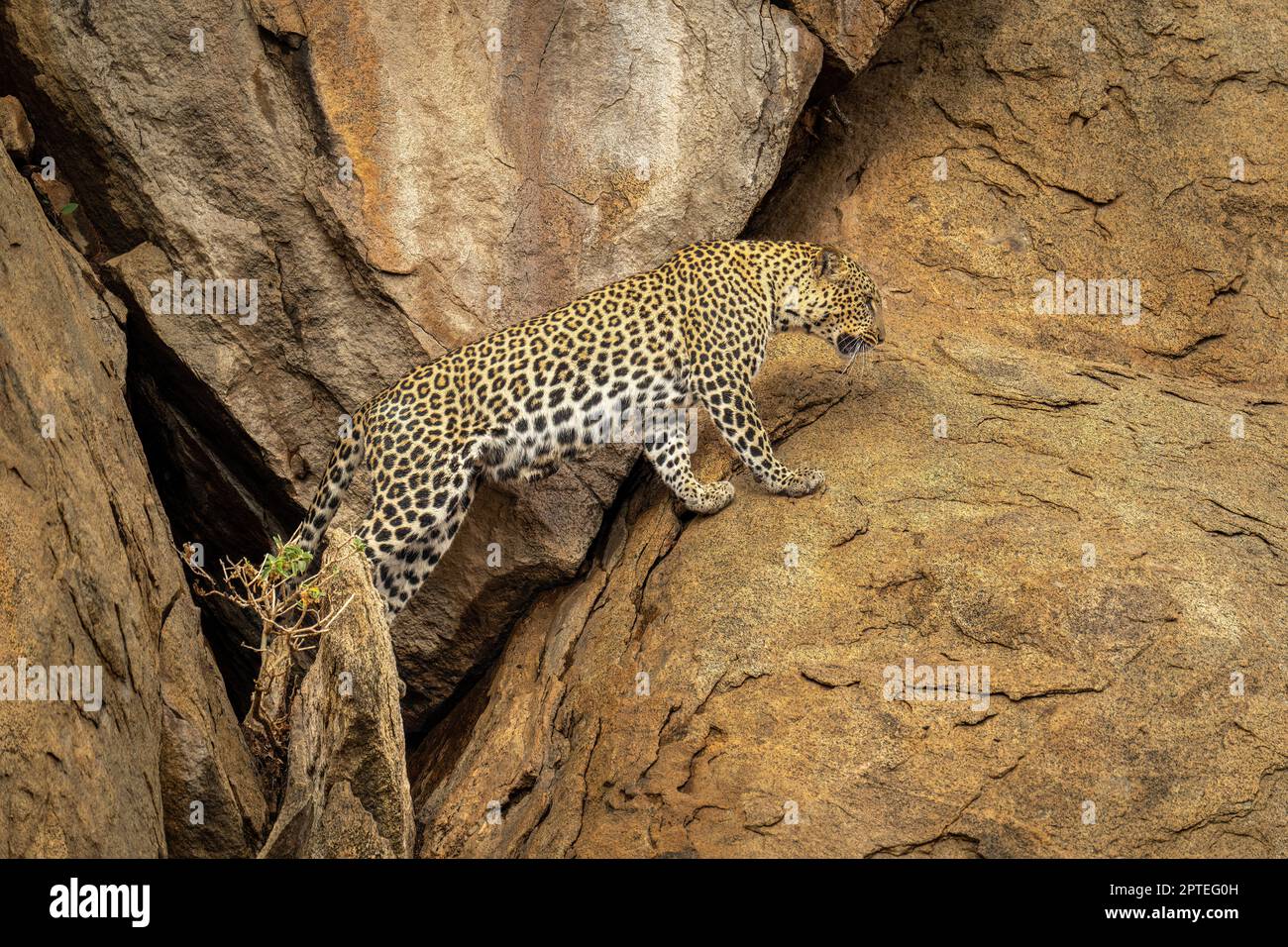 Leopard climbs out of cave in rockface Stock Photo - Alamy