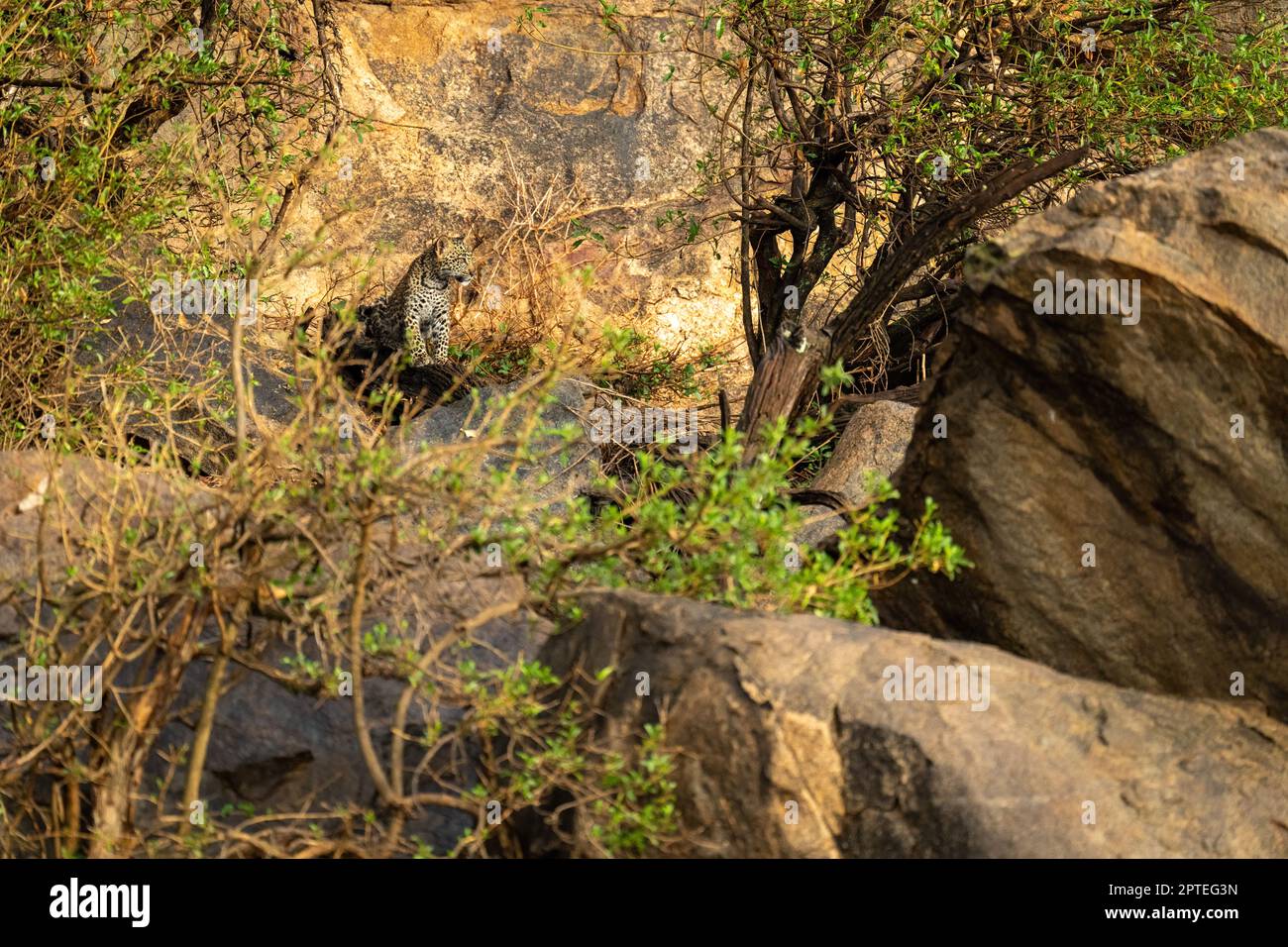 Leopard turning head hi-res stock photography and images - Alamy