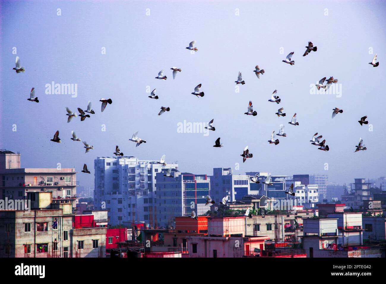 A group of birds flying in the city sky Stock Photo - Alamy