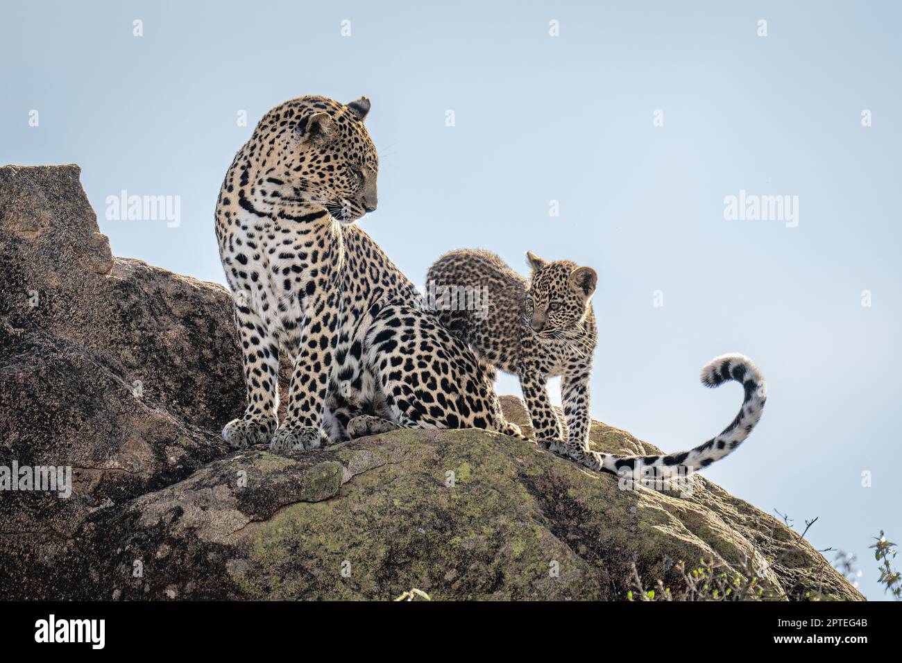 Leopard cub walks round mother on rock Stock Photo - Alamy