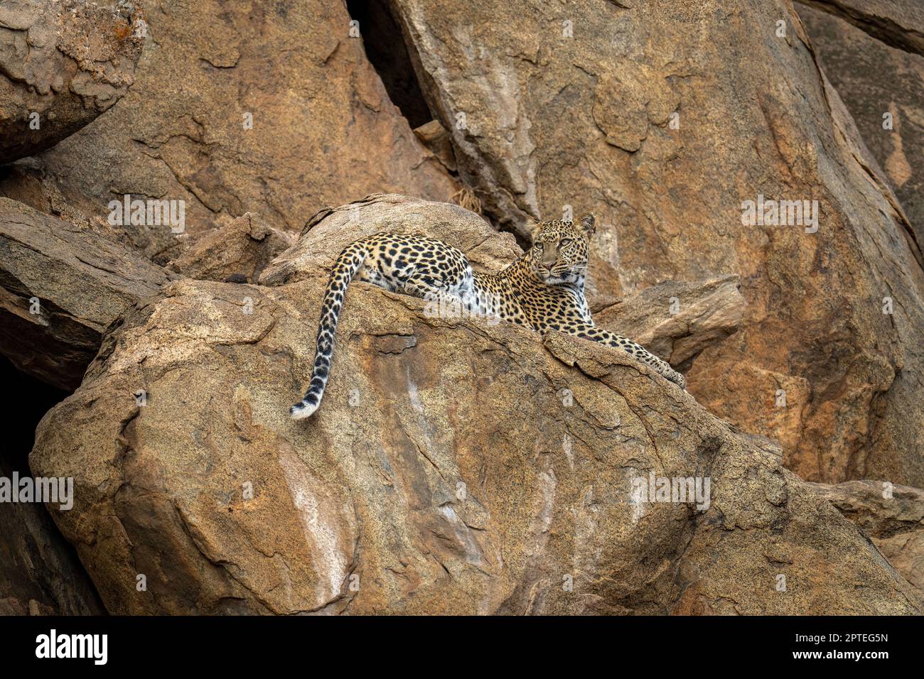 Leopard lies looking back on rocky ledge Stock Photo - Alamy