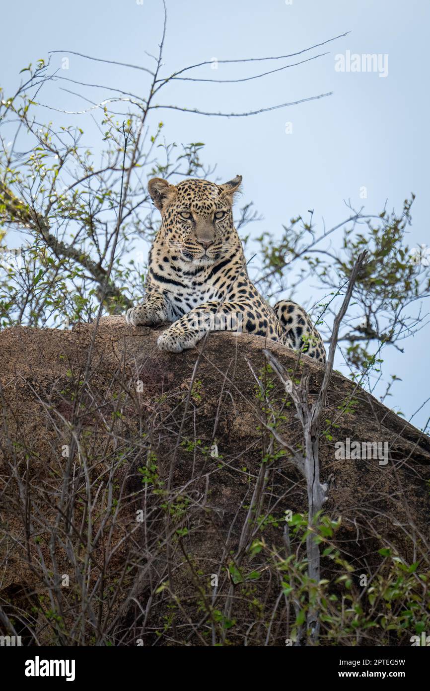 Leopard lies on boulder staring through bushes Stock Photo - Alamy