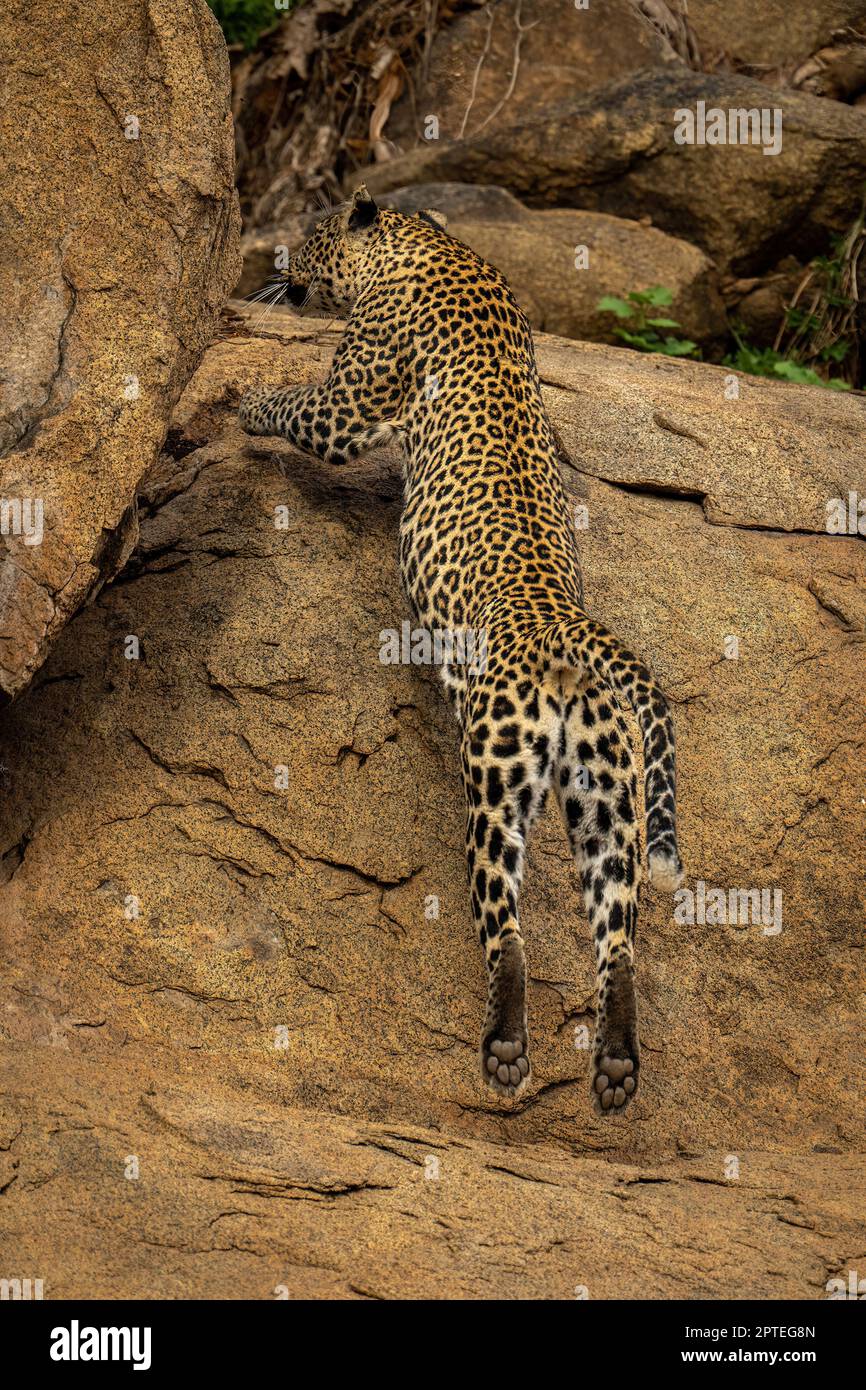 Leopard in mid-air jumping up steep rockface Stock Photo - Alamy
