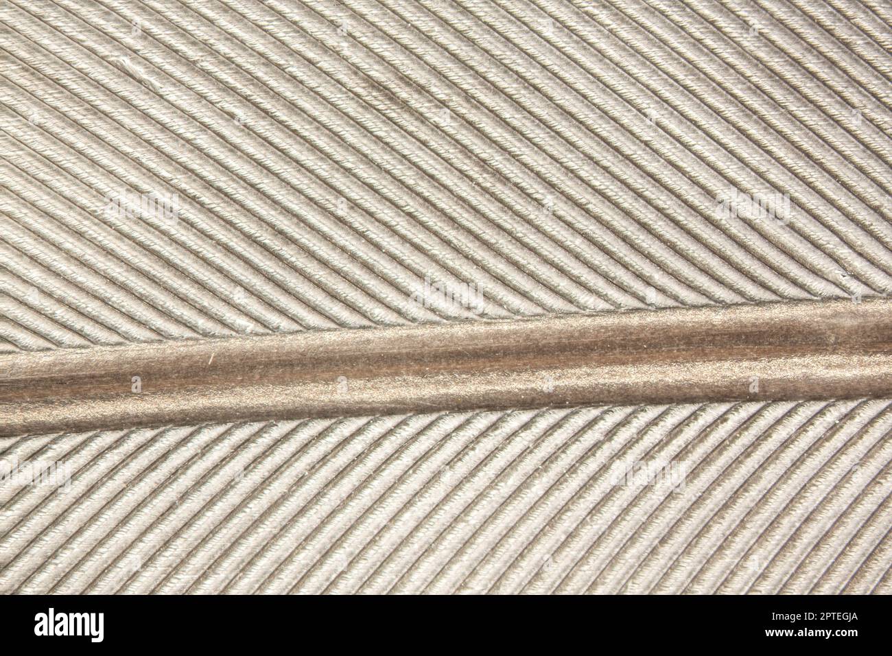 feather of a goose under the microscope Stock Photo - Alamy