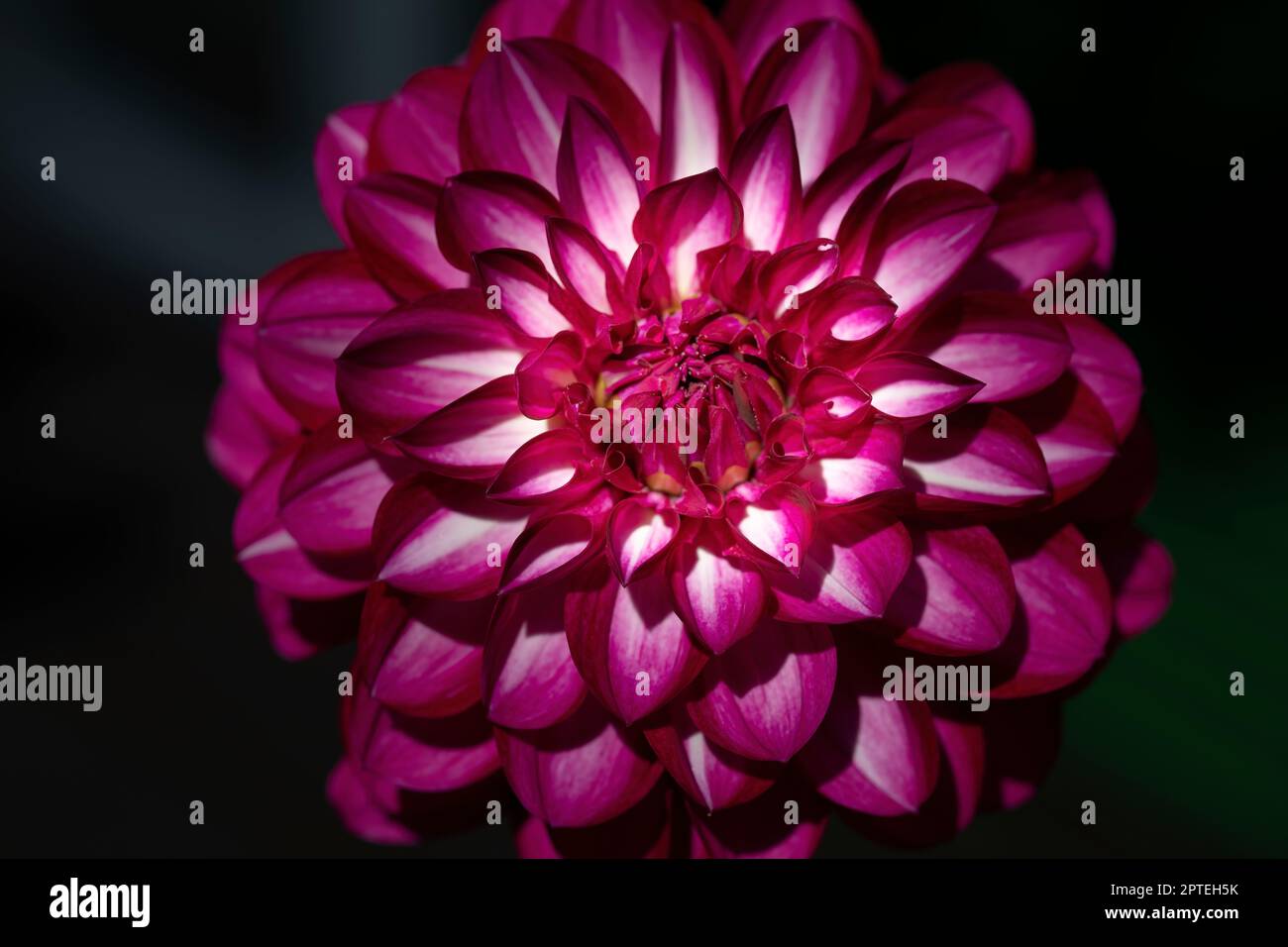 Purple dhalia hi-res stock photography and images - Alamy