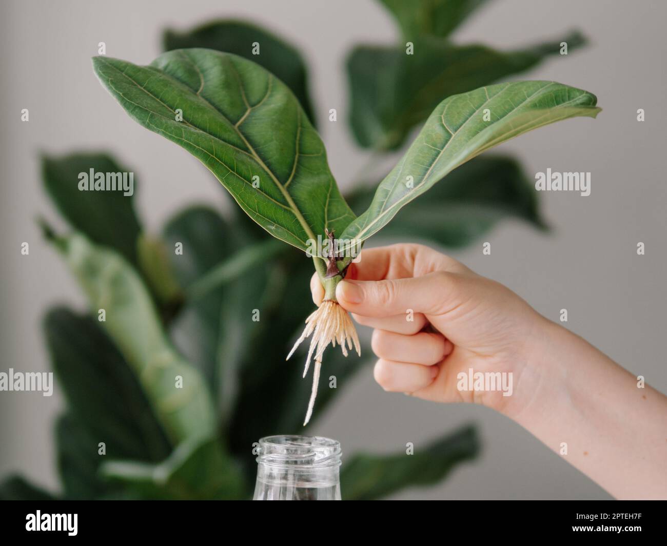 Propagating Fiddle Leaf Fig. Female hand hold rooted cutting of ficus ...