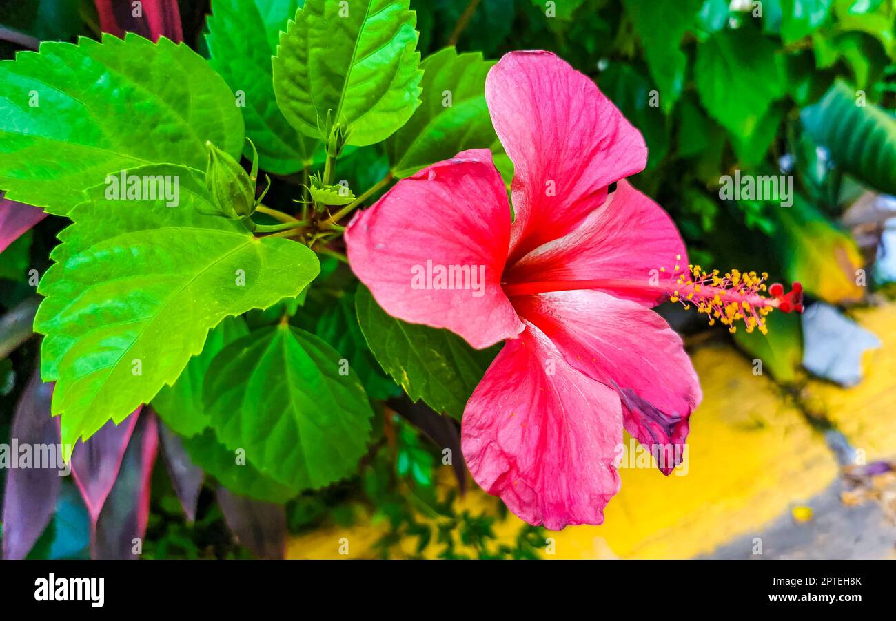 Red beautiful hibiscus flower flowers shrub tree plant in Zicatela ...