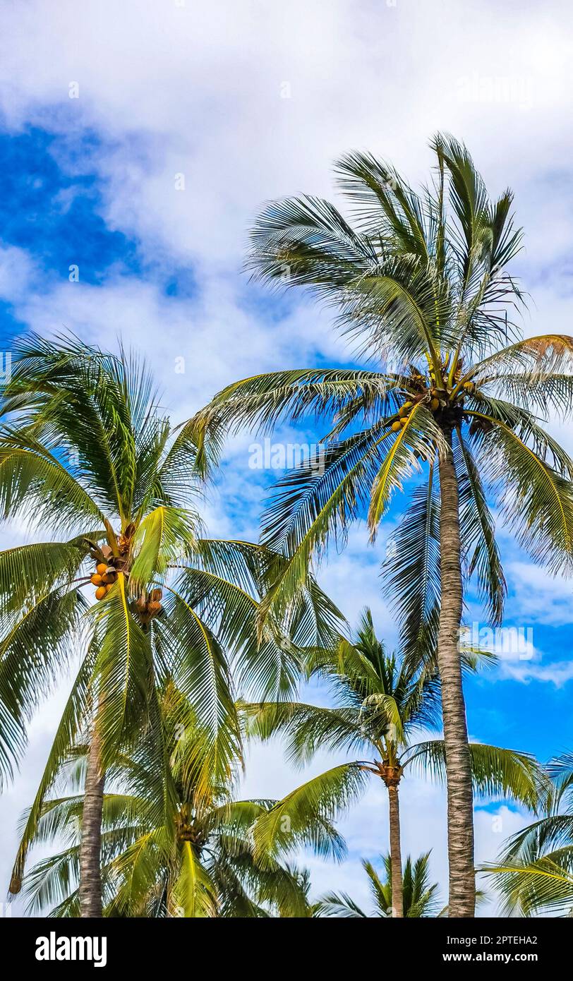 Tropical natural mexican palm tree with coconuts and blue sky ...