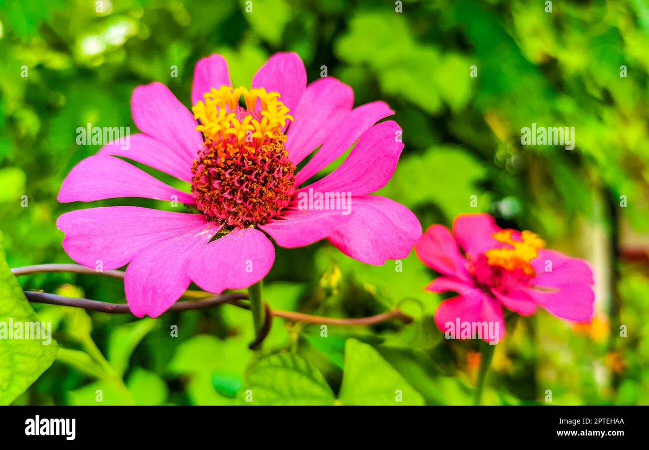 Purple pink and red flower flowers and plants plant in tropical garden ...