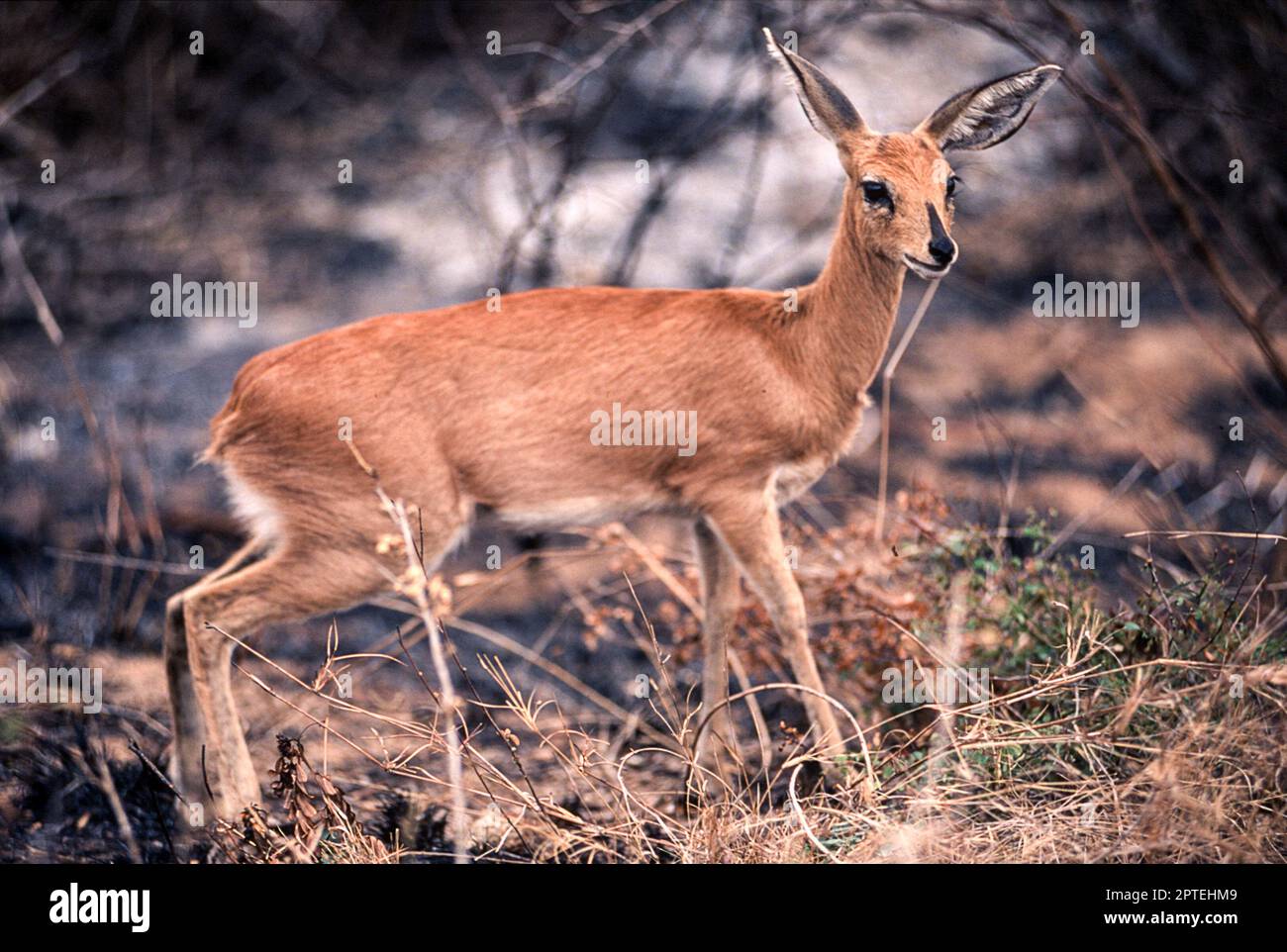 Steenbok (Raphicerus campestris), Kruger National Park, Mpumalanga ...