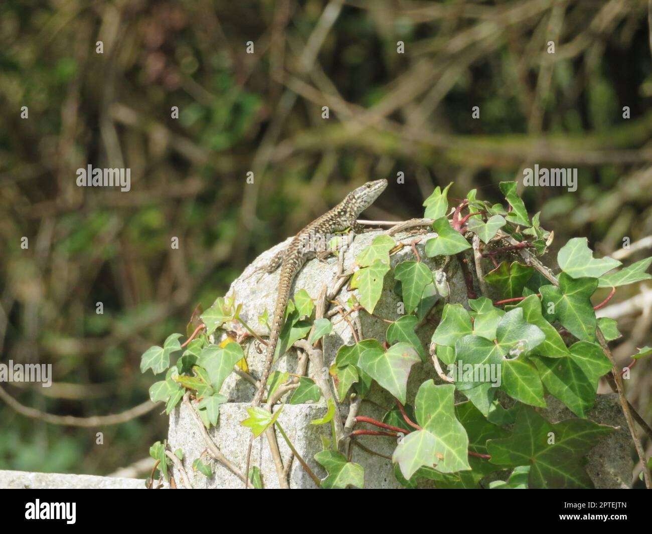 reptile lizard animal camouflage motionless predatory observation Stock ...