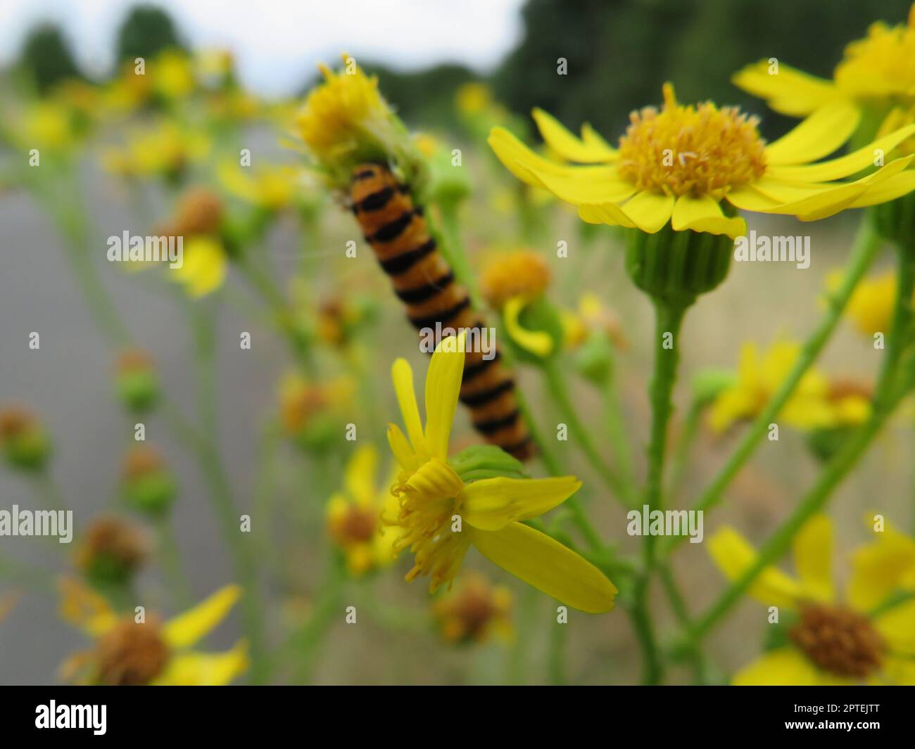 Closeup insect disgusting details hi-res stock photography and images ...